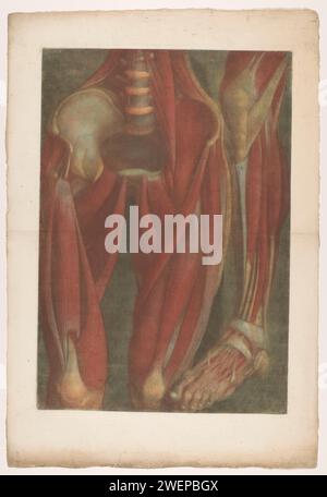 Jacques-Fabien Gautier-Dagoty, Muscles of the Back, (Anatomical Study ...