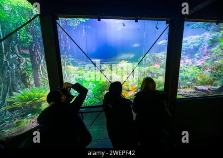 AMAZONIA - The Fascination of the Tropical Rainforest is a monumental ...