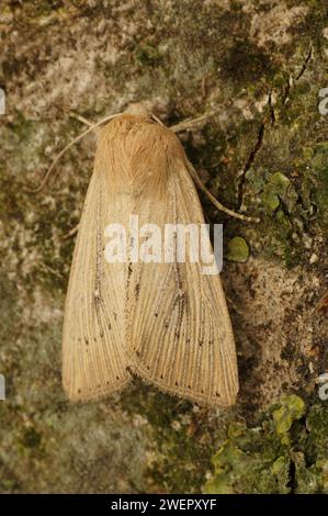 Detailed closeup of the obscure wainscot moth, Leucania obsoleta ...
