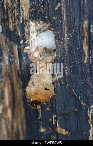 A beetle larva parasitized by an Ichneumon larva that has already ...
