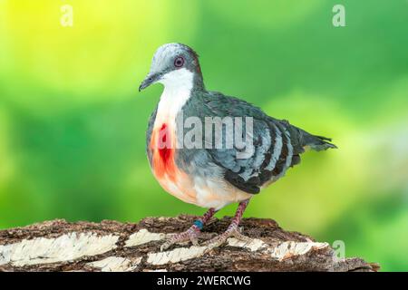 Luzon bleeding-heart or punay, Gallicolumba luzonica, Luzon island in ...