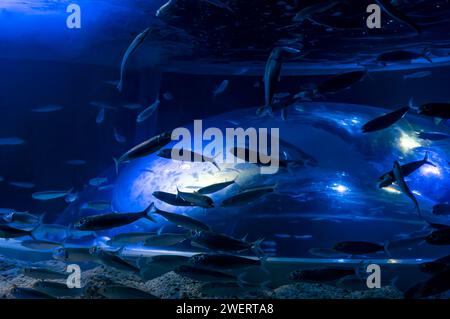 A marine aquarium full of Brazilian sardinella fishes (Sardinella ...