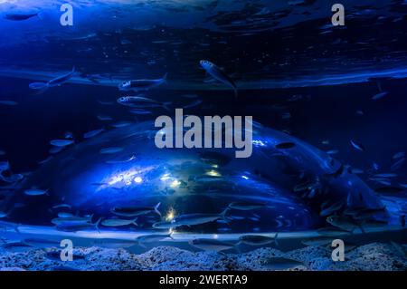 A marine aquarium full of Brazilian sardinella fishes (Sardinella ...