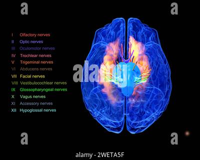 Illustration of the cranial nerves, 12 sets of nerves which connect the ...