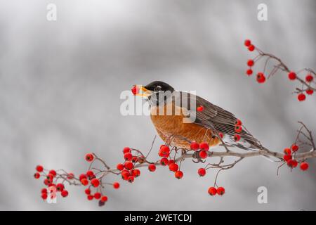 Robin looking at berries in winter Stock Photo - Alamy