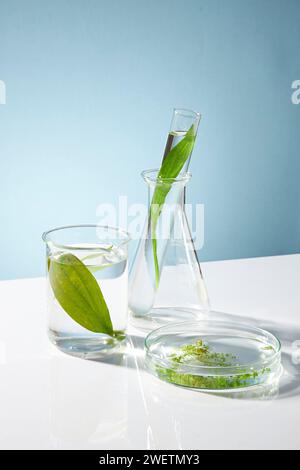 A beaker of fresh green seaweed leaves displayed on backlit white ...