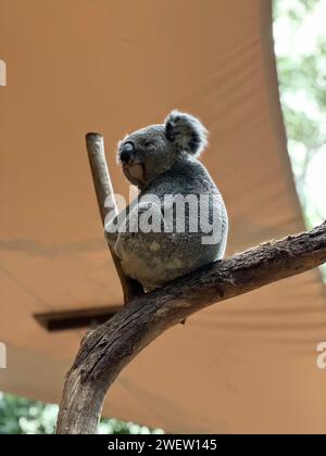 Koala bear perched on a tree limb in Australia Stock Photo - Alamy
