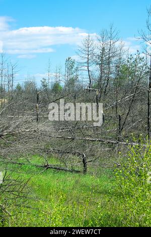Planted pine forest dried up as result of drought, encircle forest ...