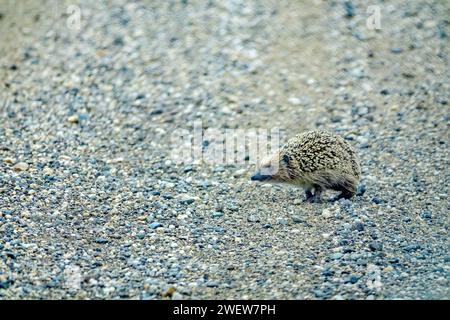 Hedgehog cross a gravelly road in front of a moving car. Shooting ...