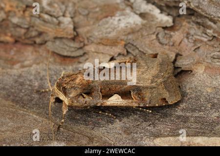 Detailed closeup on the Setaceous Hebrew Character owlet moth, Xestia c ...