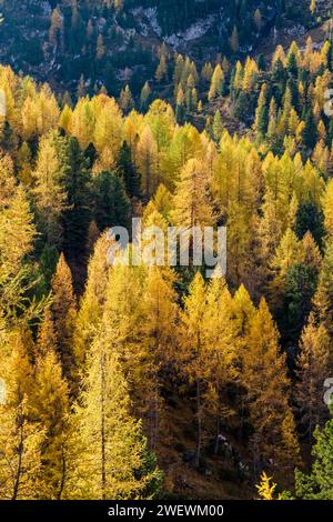 Colourful larch and pine trees growing on a rocky ledge of the Sella ...
