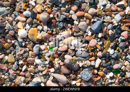 Coloured sea shell on a pebble beach Stock Photo - Alamy