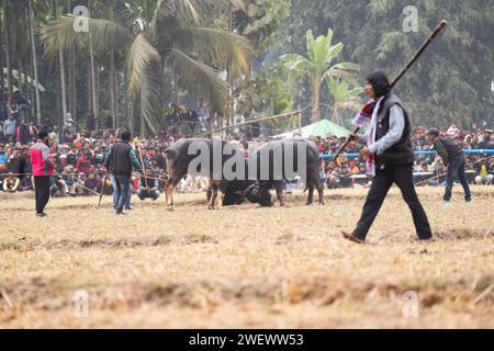 Buffaloes fight with each other during a traditional Moh-Juj (Buffalo ...