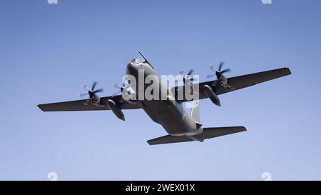 Low flying Lockheed Hercules above a startled flock of starlings on a ...