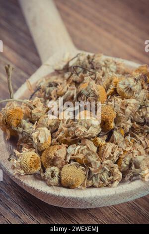 Healthy chamomile as herb using in alternative medicine. Source natural ...