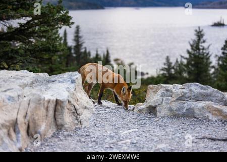 Adult red fox in Glacier National Park, Montana with St Mary lake in ...