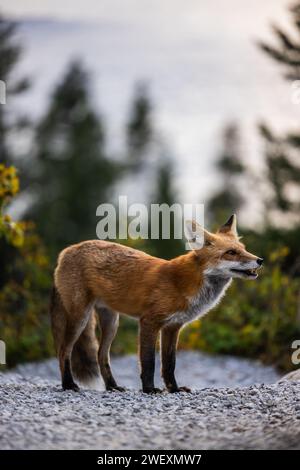 Adult red fox in Glacier National Park, Montana with St Mary lake in ...