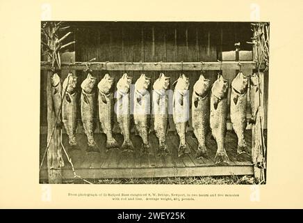 American fishes (Plate Striped bass) BHL6309890 Stock Photo - Alamy