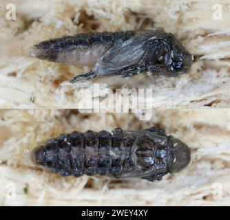 Soft-wing flower beetle (Dasytes caeruleus). Adult insect on bark Stock ...