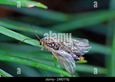 Insect, sawflie from family Tenthredinidae on pine needles Stock Photo ...
