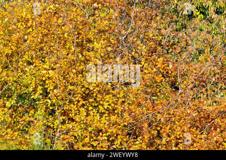 Autumn trees yellow gold and other colors Stock Photo - Alamy