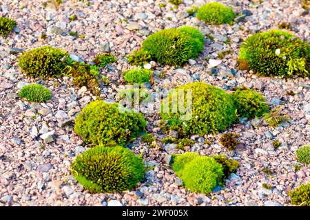 Close up showing small tufts of various mosses growing on a rough ...