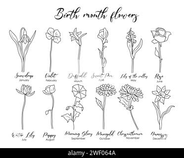 Set of Birth month flowers line art illustrations Stock Vector Image ...