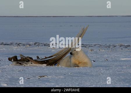 Bowhead Whale (Balaena mysticetus) resting at waters surface, Isabella ...