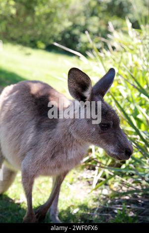 Kangaroos, Booderee National Park, NSW, Australia Stock Photo - Alamy
