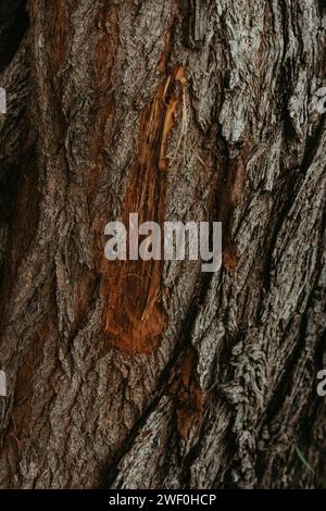 broun background with wood texture Stock Photo - Alamy