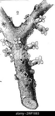 Apodanthaceae spp vMH377 Stock Photo - Alamy