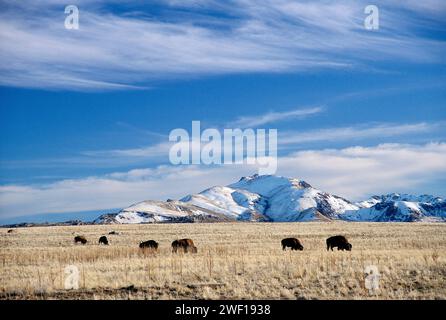 Free-ranging bison; Antelope Island State Park; Great Salt Lake; Utah ...