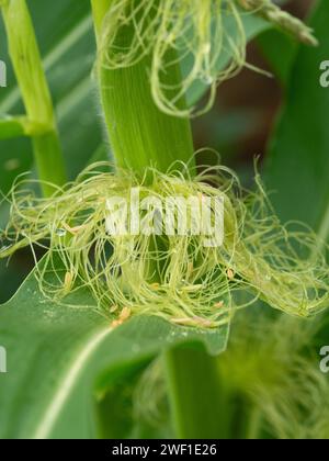 Corn tassel with grains of pollen. Pollination, grain farming and ...