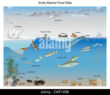 Arctic marine food web 2 Stock Photo - Alamy