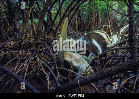 Crashed WW2 Grumman TBF Avenger, 45966, torpedo bomber, in a mangrove ...