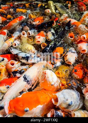 Carp Cafe in Chiang Mai, Thailand Stock Photo - Alamy