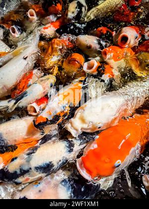 Carp Cafe in Chiang Mai, Thailand Stock Photo - Alamy