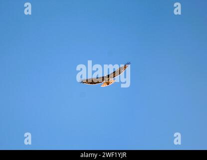 Red Tail Hawk soaring through the blue sky, wings extended Stock Photo ...