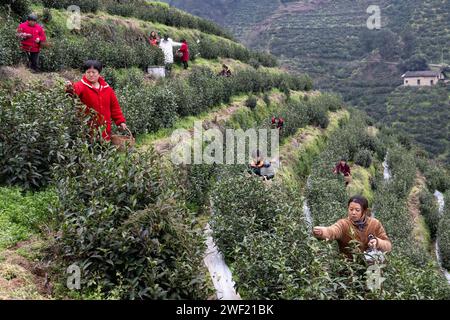 YICHANG, CHINA - JANUARY 27, 2024 - Villagers pick tea buds in Yichang ...