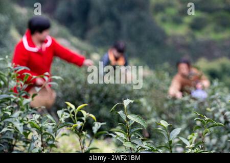 YICHANG, CHINA - JANUARY 27, 2024 - Villagers pick tea buds in Yichang ...