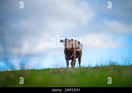 stud prime beef wagyu bull in a grass fed free range farm in a farming ...