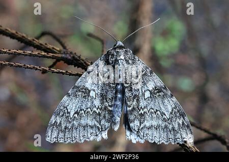 Blue underwing, Catocala fraxini, also known as Clifden nonpareil moth ...