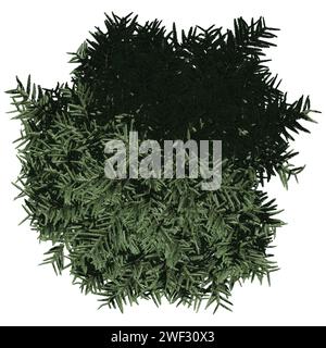 A Fraser Fir Tree top view isolated on white background Stock Photo - Alamy