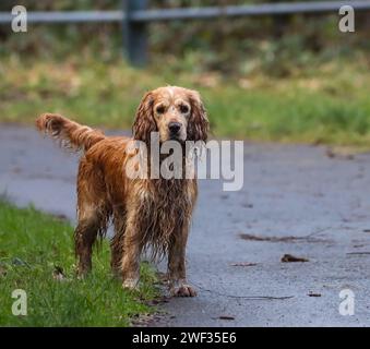 A wet cute Spaniel dog standing under the rain Stock Photo - Alamy