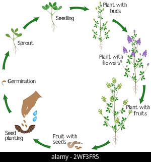 Parts of alfalfa plant on a white background Stock Vector Image & Art - Alamy