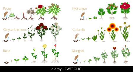 Life cycle of marigold plant on a white background Stock Vector Image ...