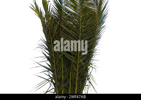white background with free things to edit or as a background Stock ...