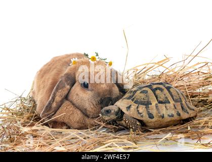 rabbit and turtle in front of white background Stock Photo - Alamy