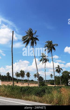 Dead and alive coconut trees in a sunny day of Roadside area in ...
