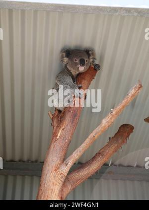 A Koala awake, Australia Stock Photo - Alamy